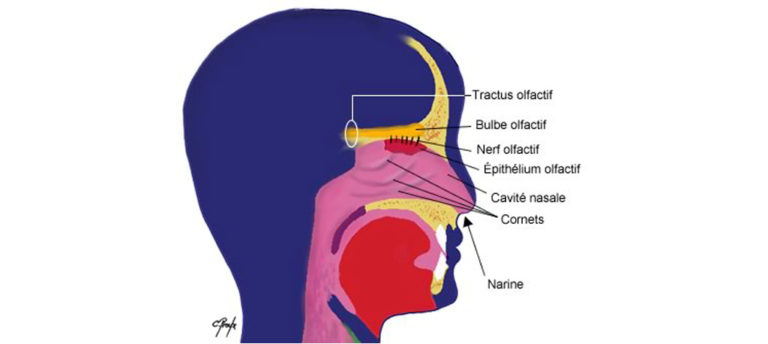L’appareil olfactif, comment ça marche exactement ? - Per Fumum